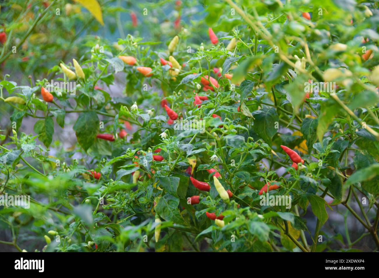 Red and green chilli on a tree, green chilis grows in the garden. Focus ...
