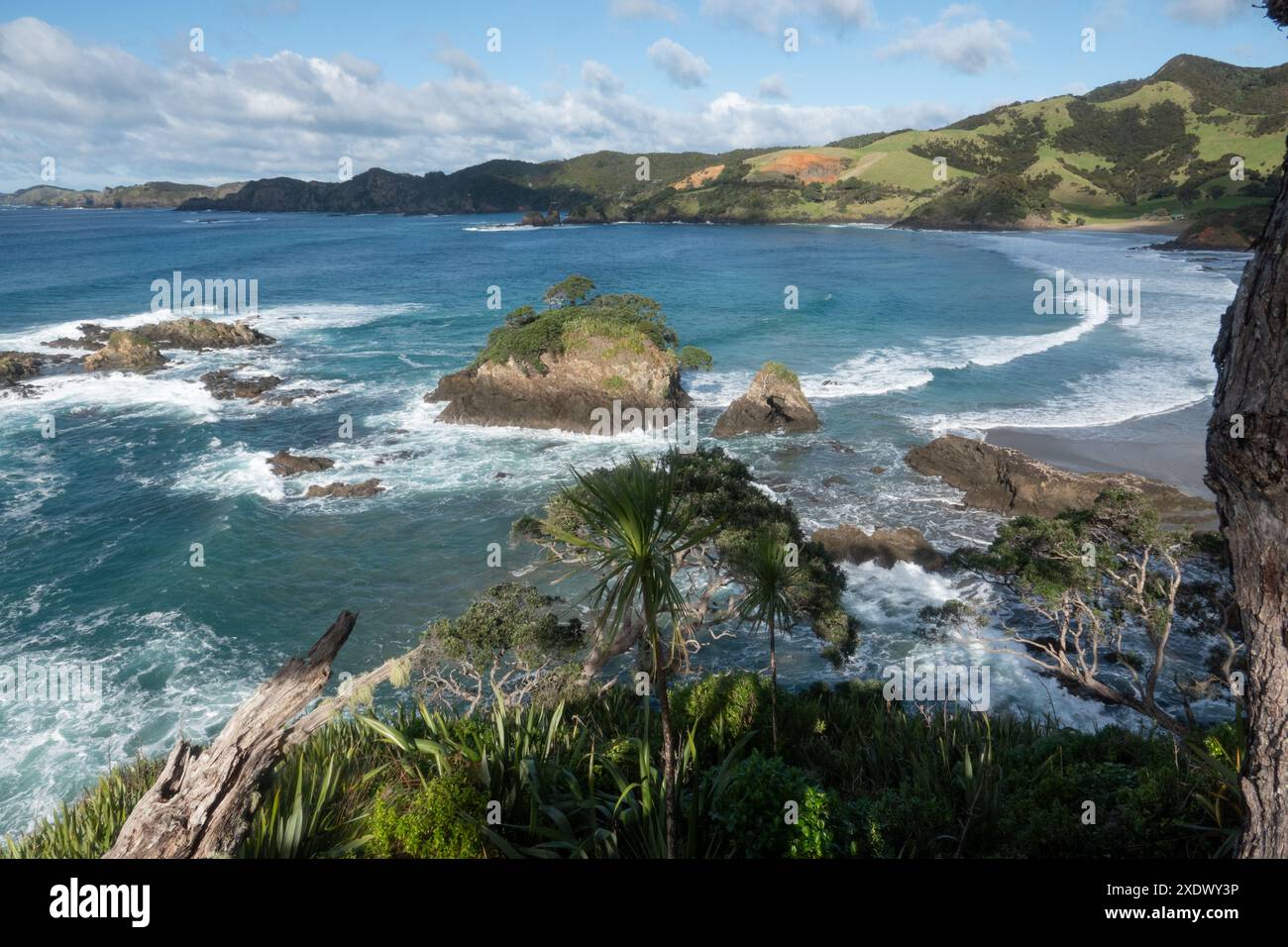 New zealand pohutukawa trees hi-res stock photography and images - Alamy