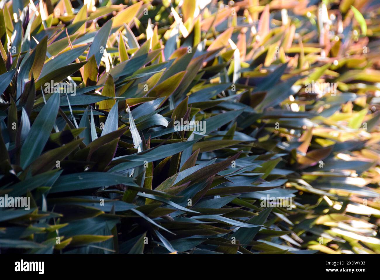 Tradescantia spathacea, The base of the leaf is a sheath covering the ...