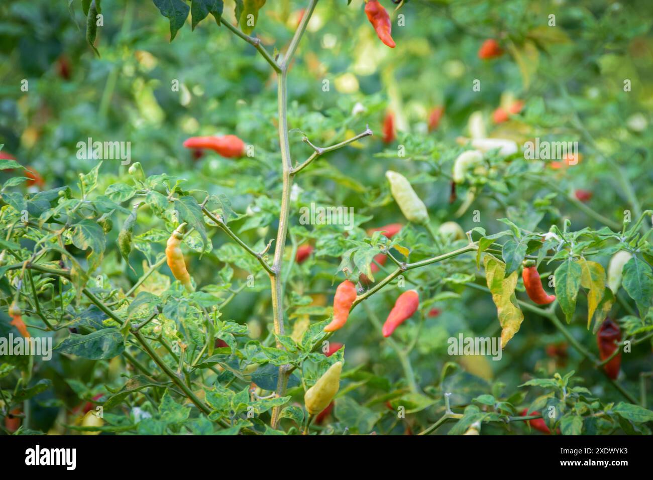 Red and green chilli on a tree, green chilis grows in the garden. Focus ...