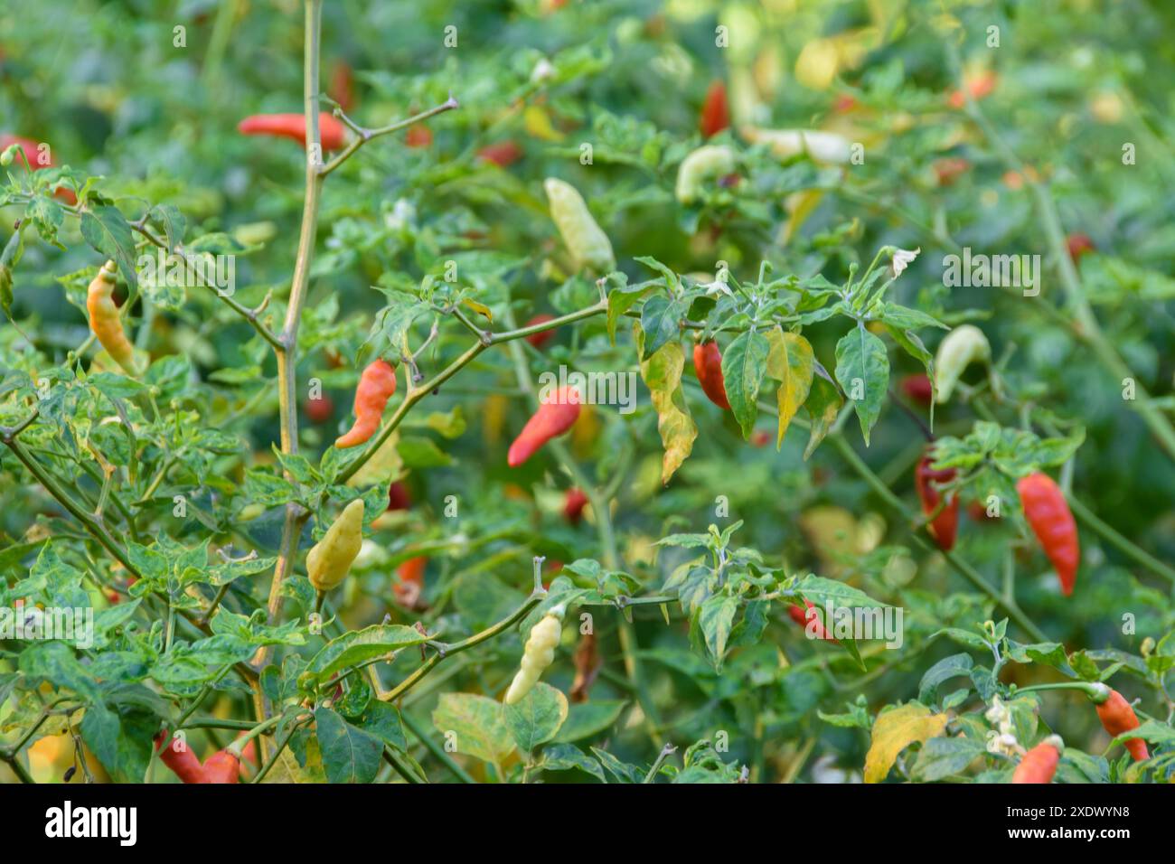 Red and green chilli on a tree, green chilis grows in the garden. Focus ...