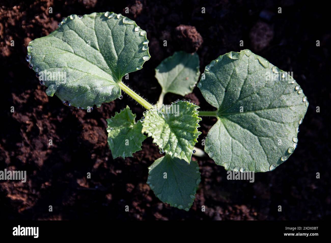 Cucamber plant hi-res stock photography and images - Alamy