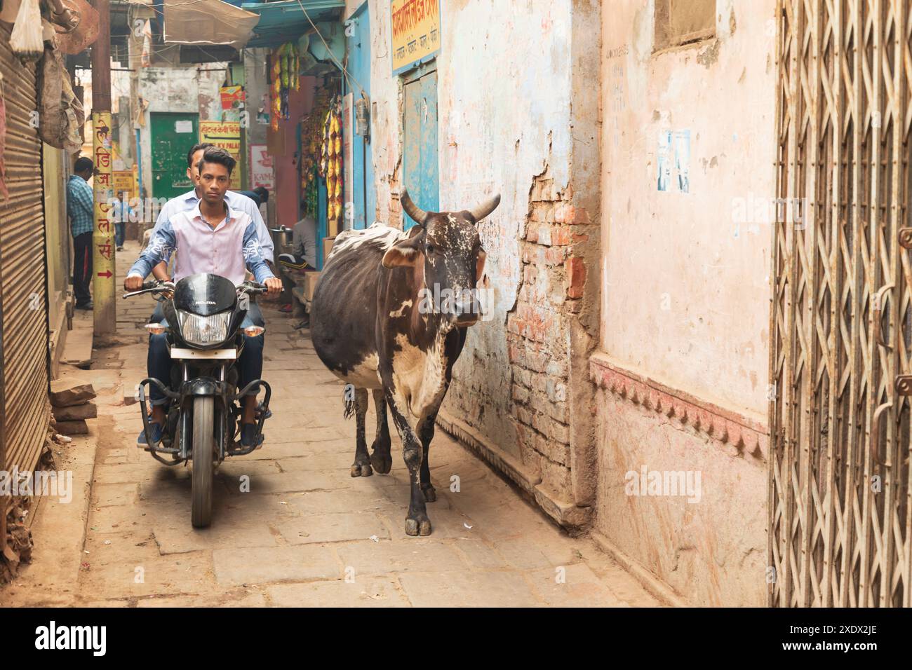 India, Uttar Pradesh, Varanasi, Bangali Tola. Motocycle and bull share ...