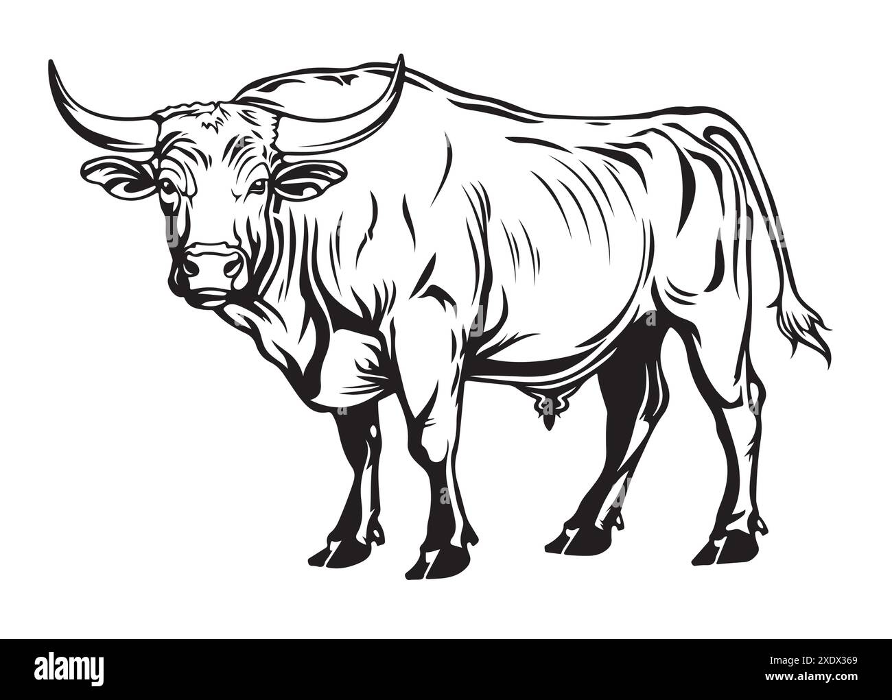 Brave bull Black and White Stock Photos & Images - Alamy