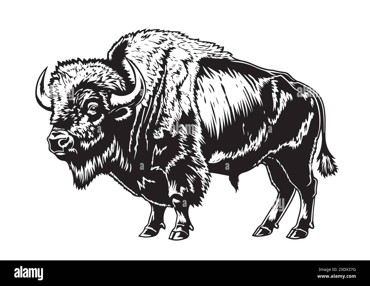 Hand sketch bison. Buffalo animal.Vector illustration Stock Vector ...