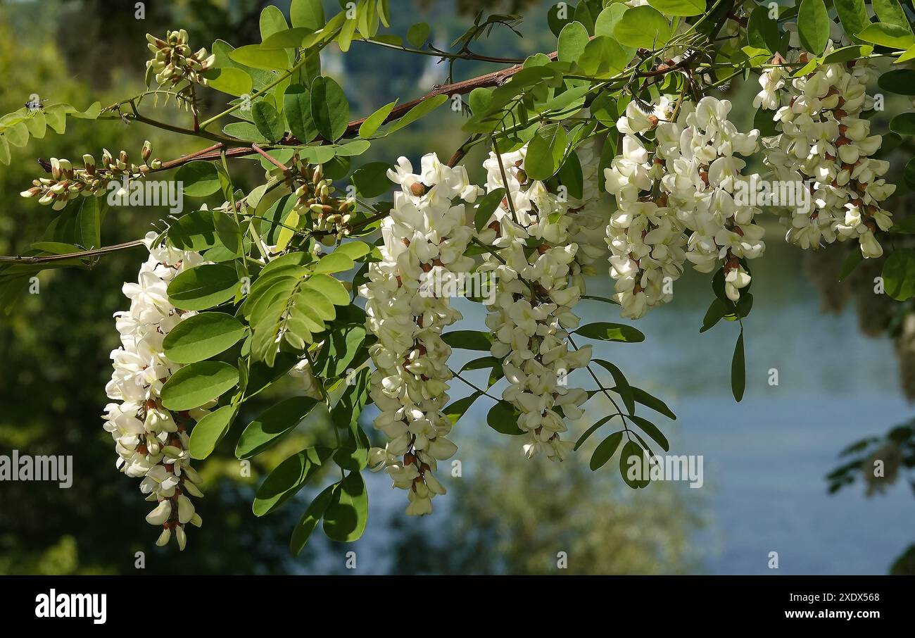 Robinia pseudoacacia flowers hi-res stock photography and images - Alamy