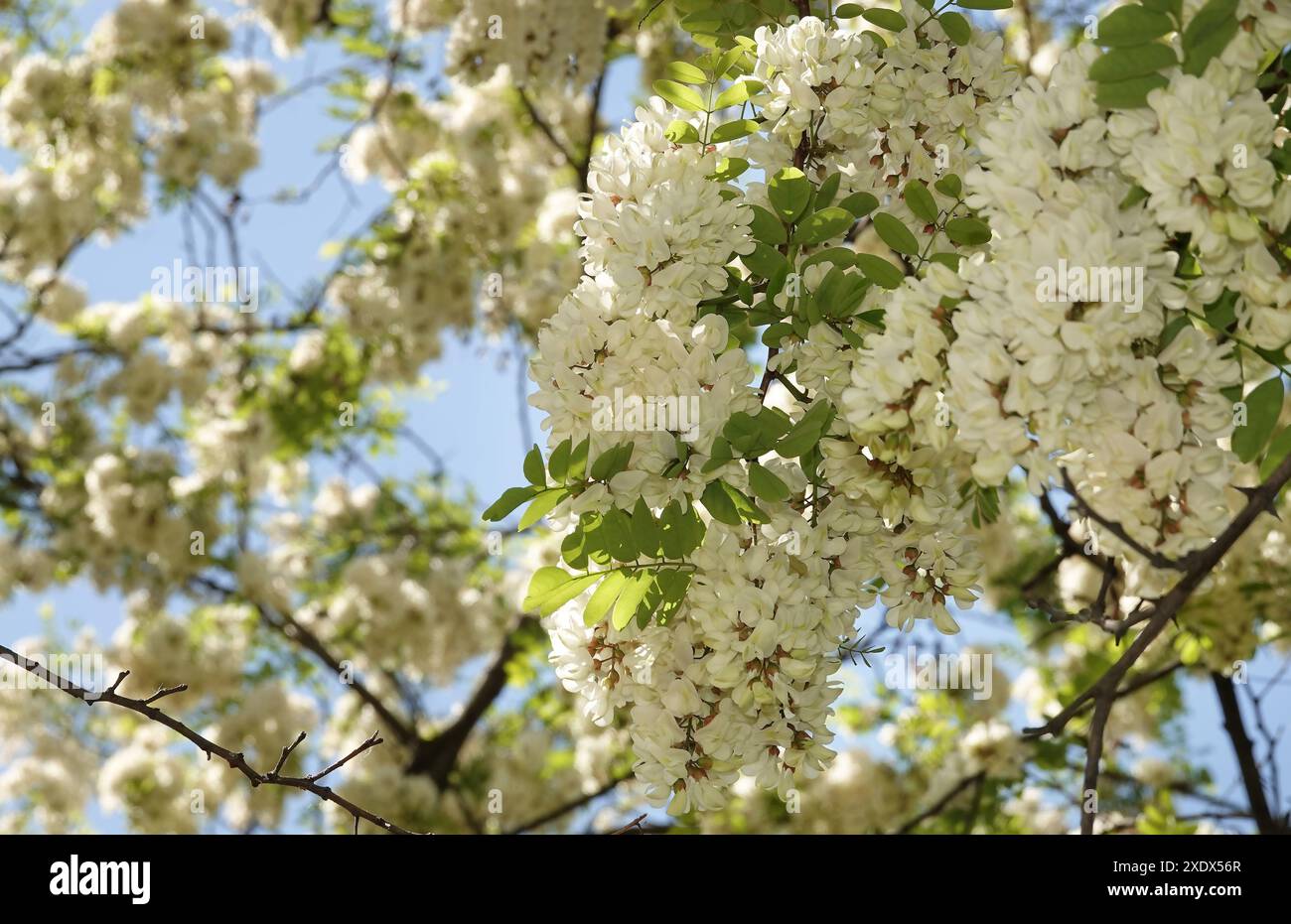 Pink robinia pseudoacacia tree hi-res stock photography and images - Alamy
