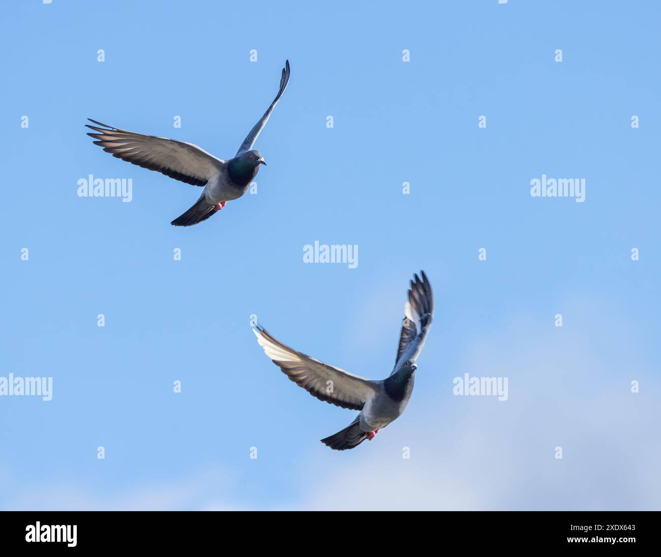 Feral Pigeon [ Columba Livia ] 2 birds in flight against blue sky Stock ...