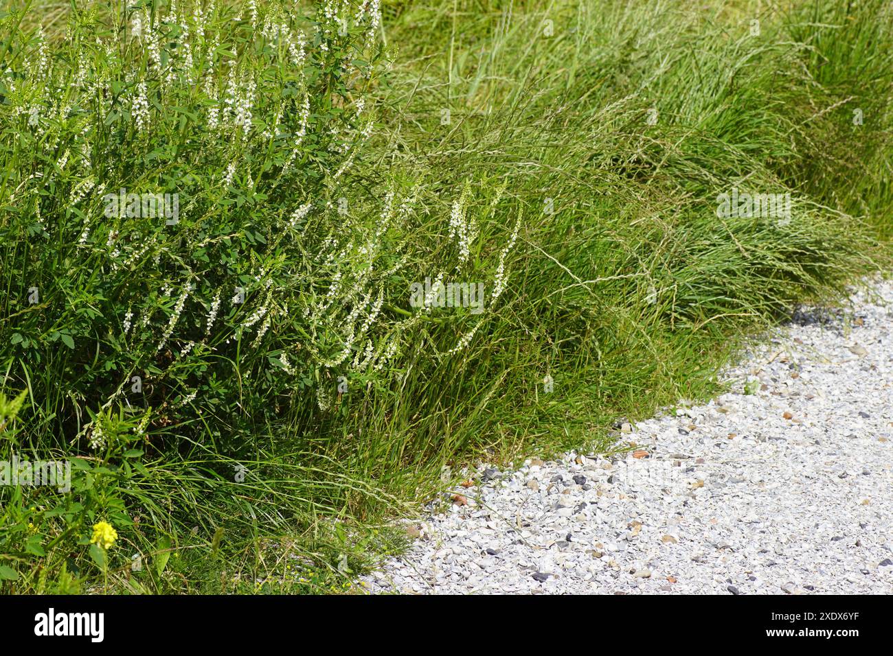 Melilotus albus, honey clover, white melilot and high grass growing ...
