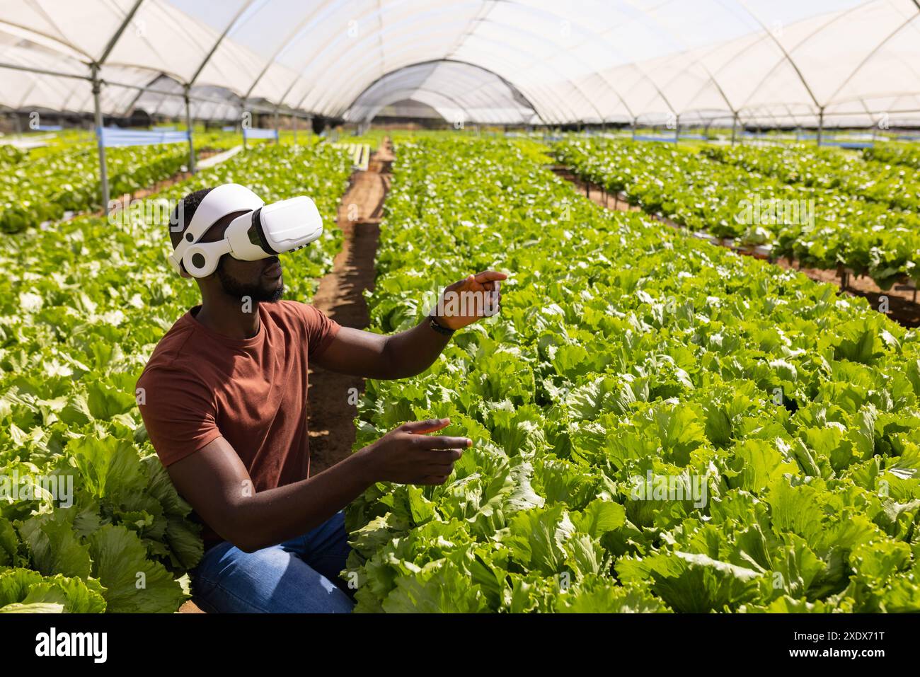 Using VR headset, African American farmer managing hydroponic vegetable ...