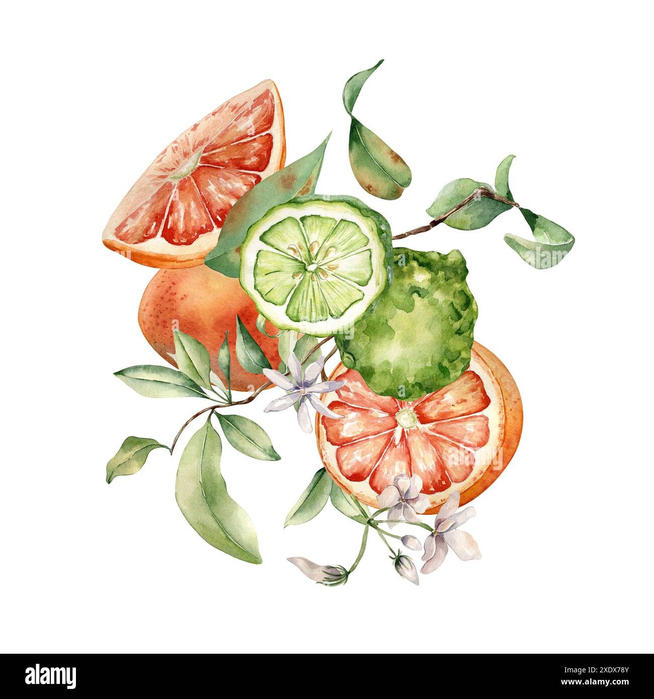 Grapefruit and bergamot citrus fruits with jasmine flowers watercolor isolated illustration ...