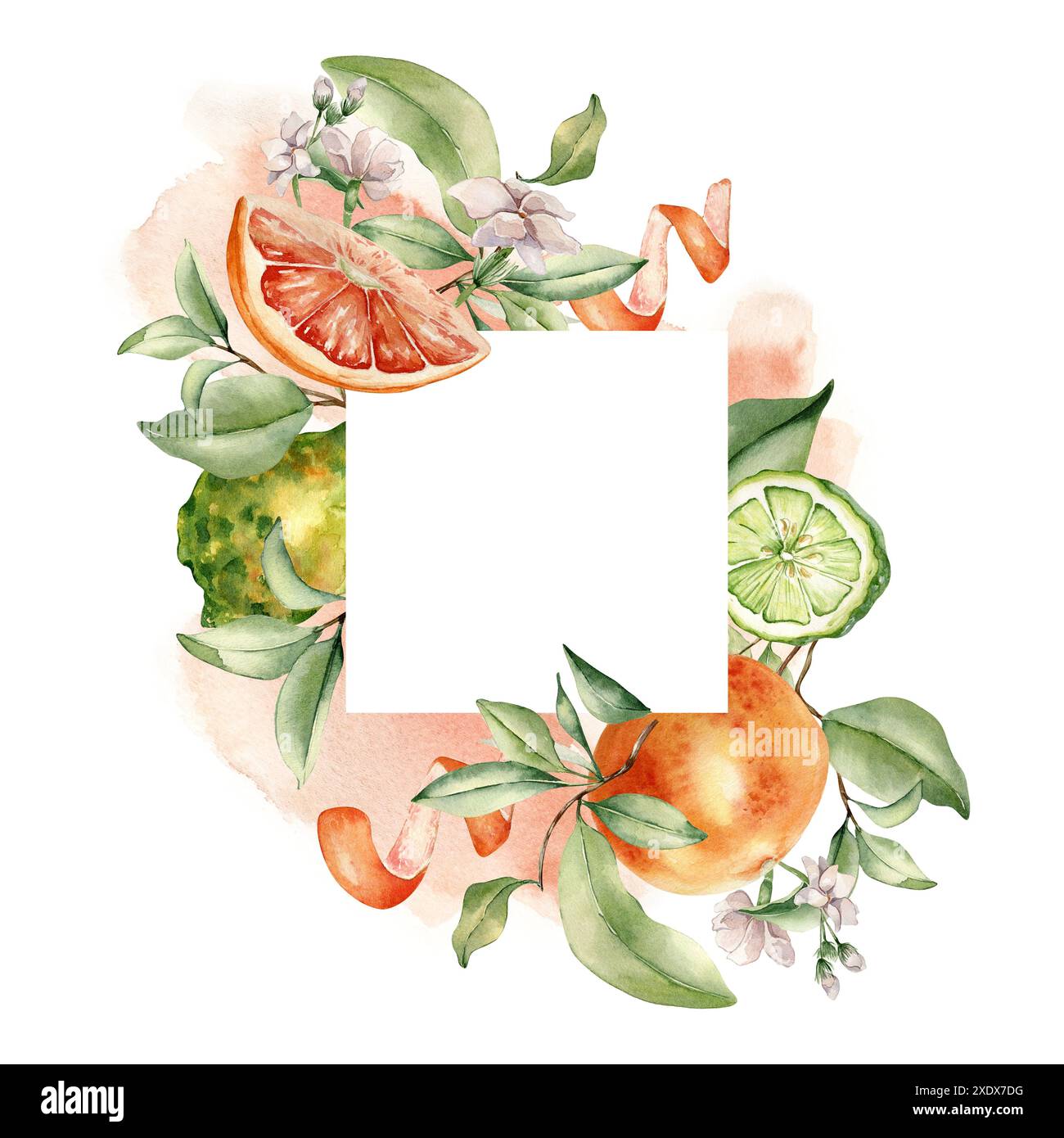 Mixed ripe citrus fruits and white flowers, watercolor splash isolated frame. Hand drawn ...
