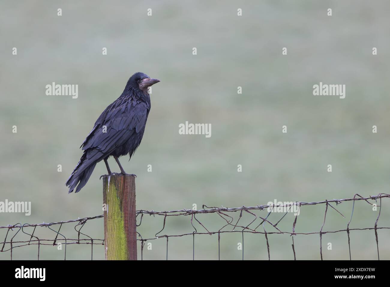 Rook corvus frugilegus calling hi-res stock photography and images - Alamy