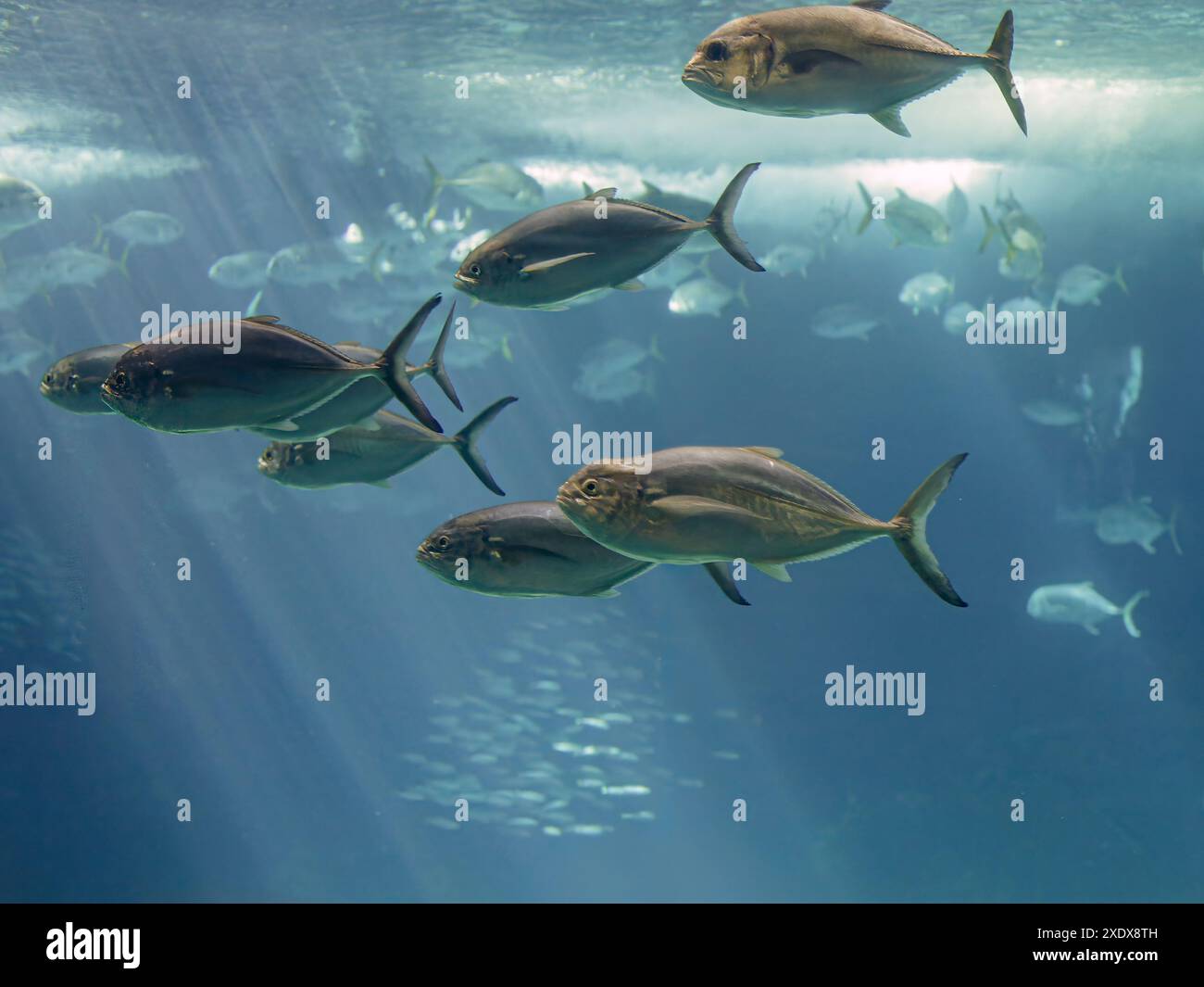 Xareu fish hi-res stock photography and images - Alamy