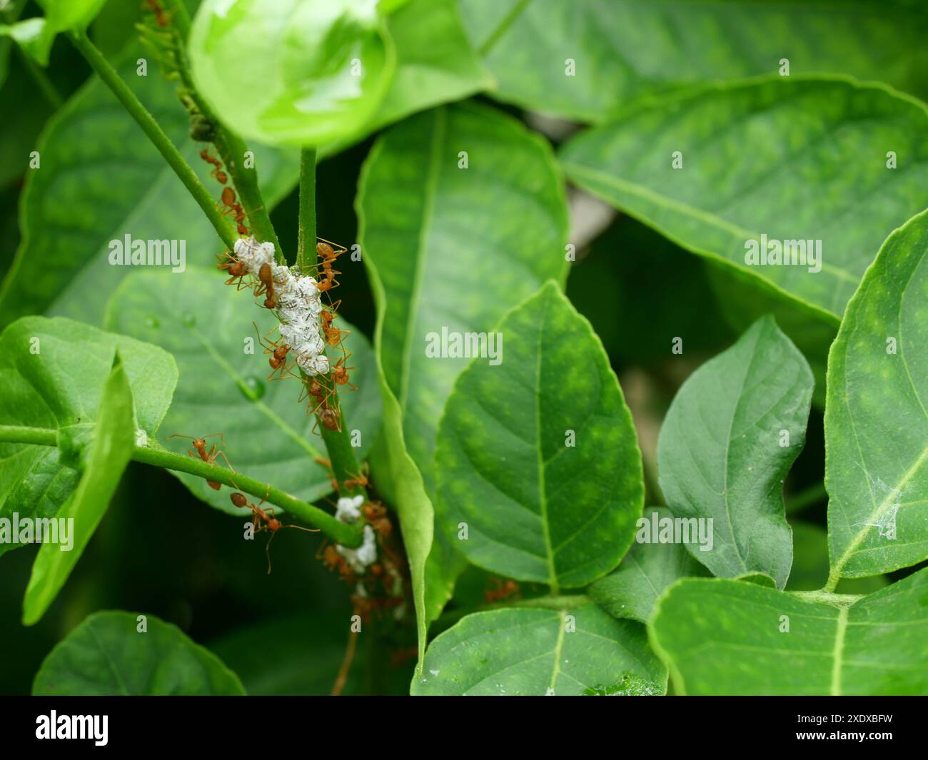 Mealy bugs hi-res stock photography and images - Alamy