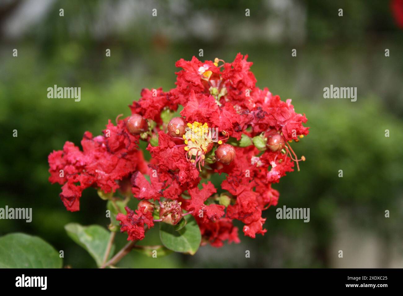 Carmine (red) coloured Crape myrtle (Lagerstroemia indica) in bloom ...