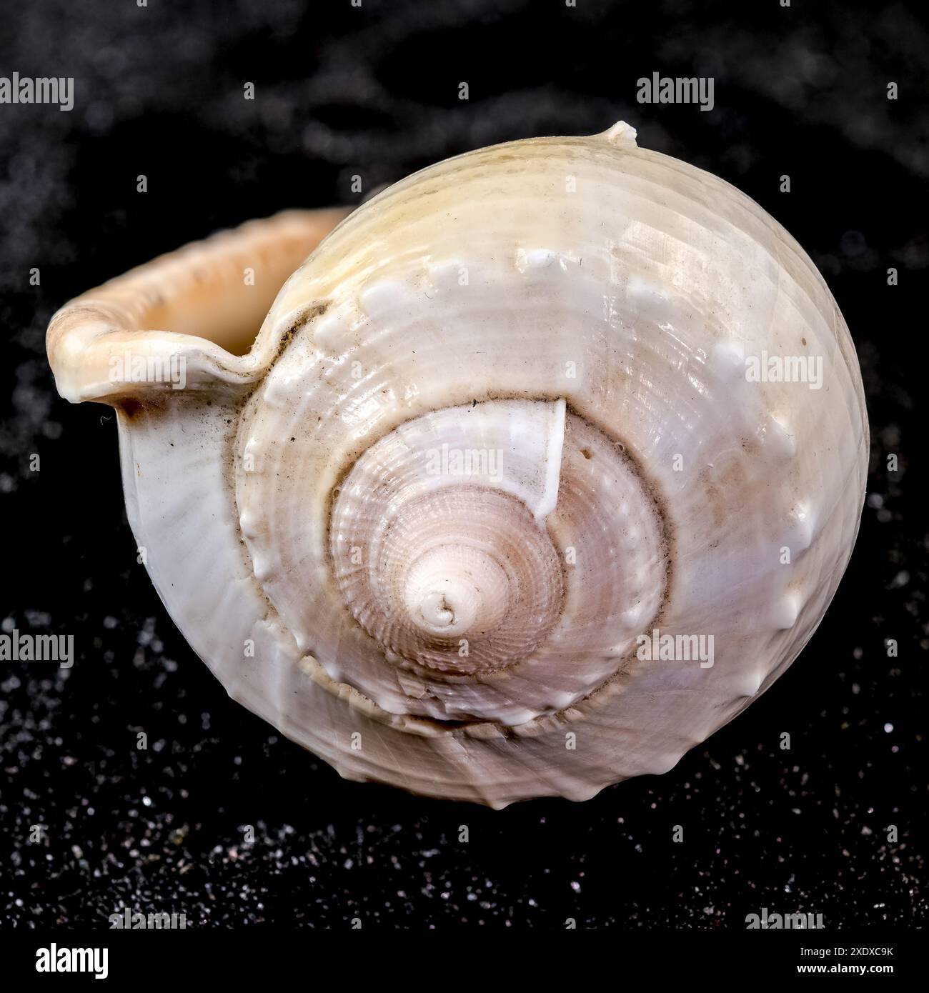 Close-up of Phalium glaucum sea shell on a black sand background Stock ...