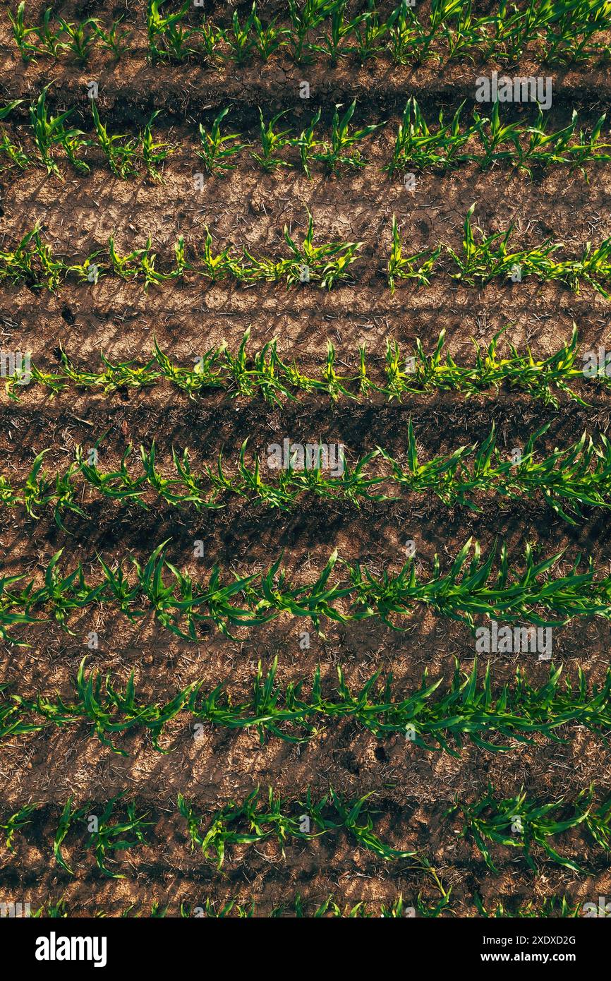 Aerial view of corn maize seedling field, directly above, vertical ...