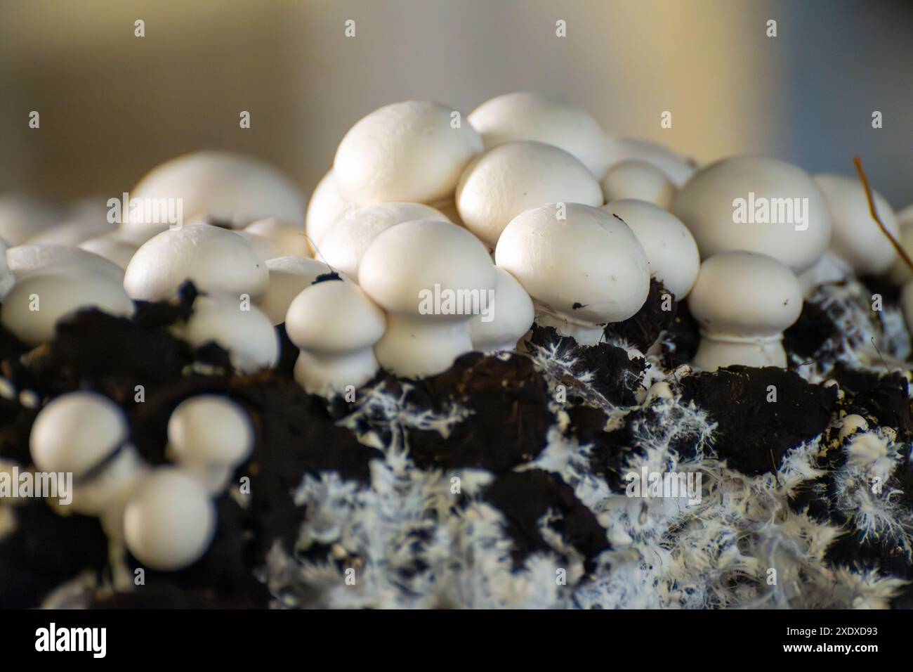 Growing of white champignons mushrooms, mycelium grow from compost into ...