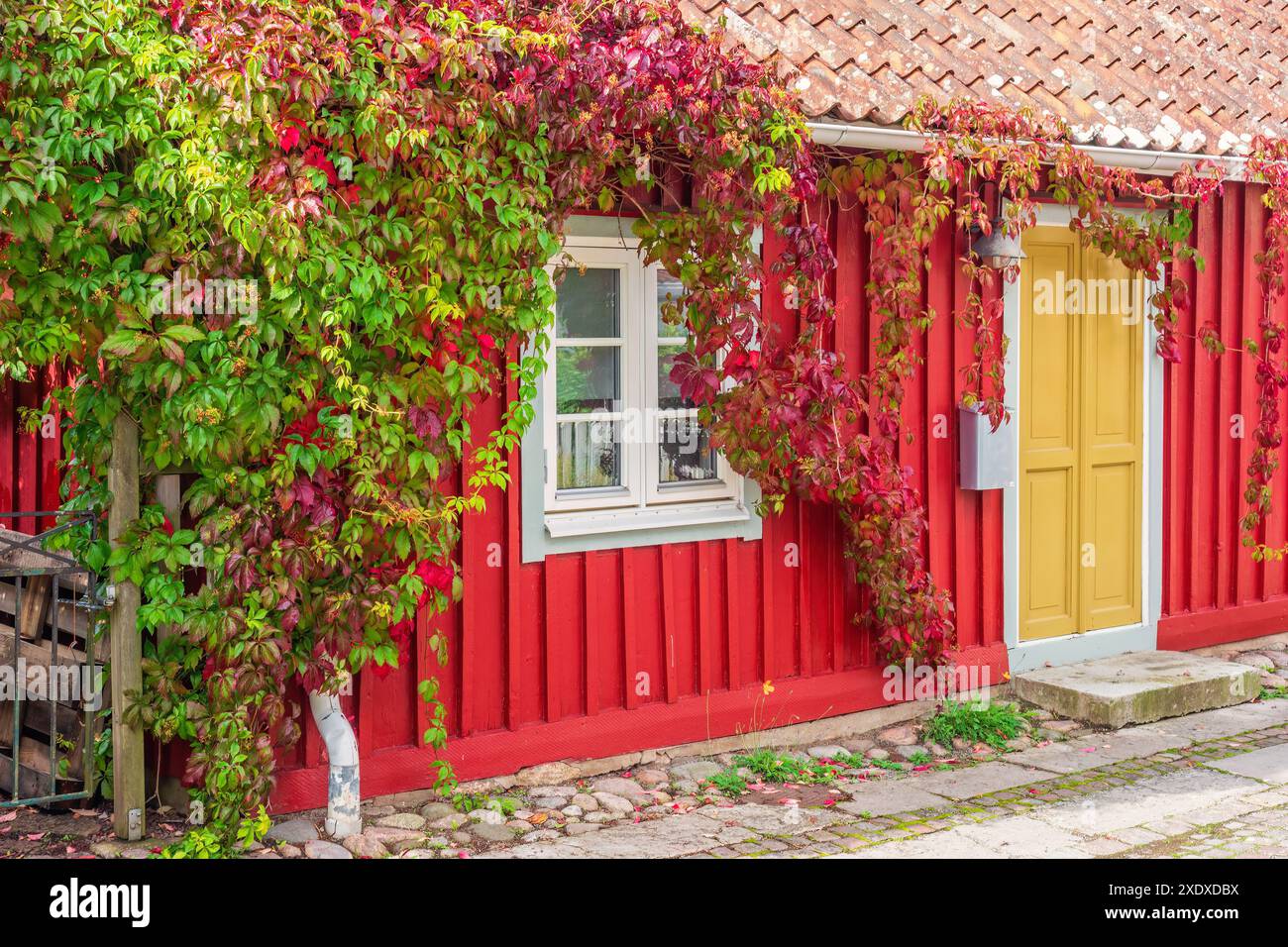 Climbing plants on a red wooden old cottage Stock Photo - Alamy