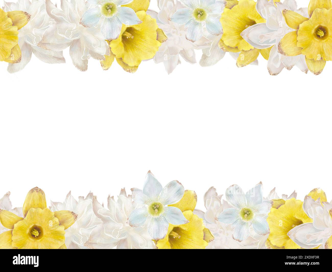 Elegant floral border featuring yellow daffodils and white ...