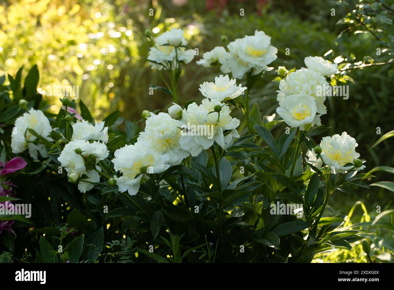 Blooming bush of bomb-shaped white and yellow peonies in the garden ...