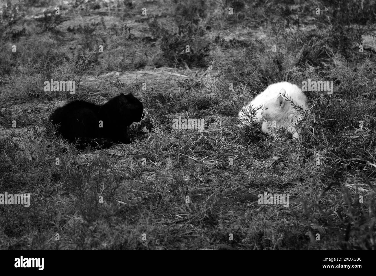 Monochrome photo of two cats (one black and one white) sitting opposite ...