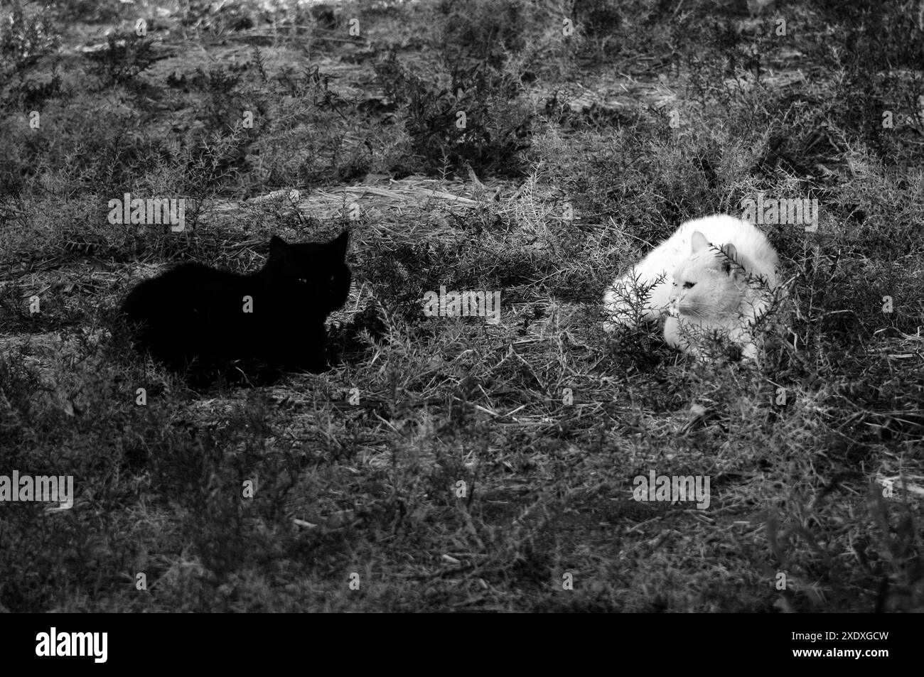 Monochrome photo of two cats (one black and one white) sitting opposite ...