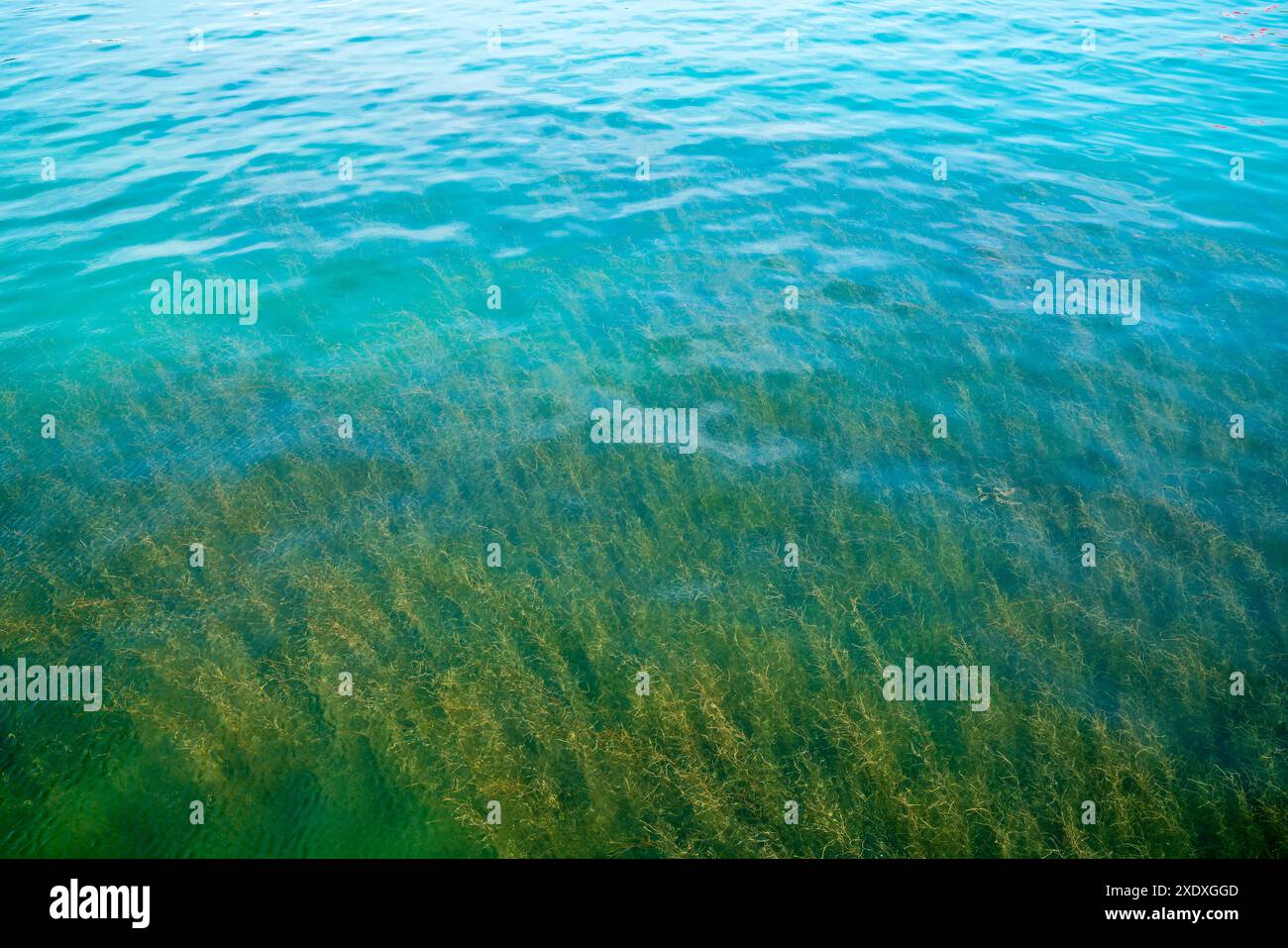 Seagrass plants hi-res stock photography and images - Alamy