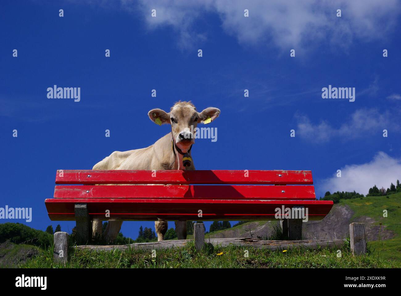 Cow behind bench Stock Photo - Alamy