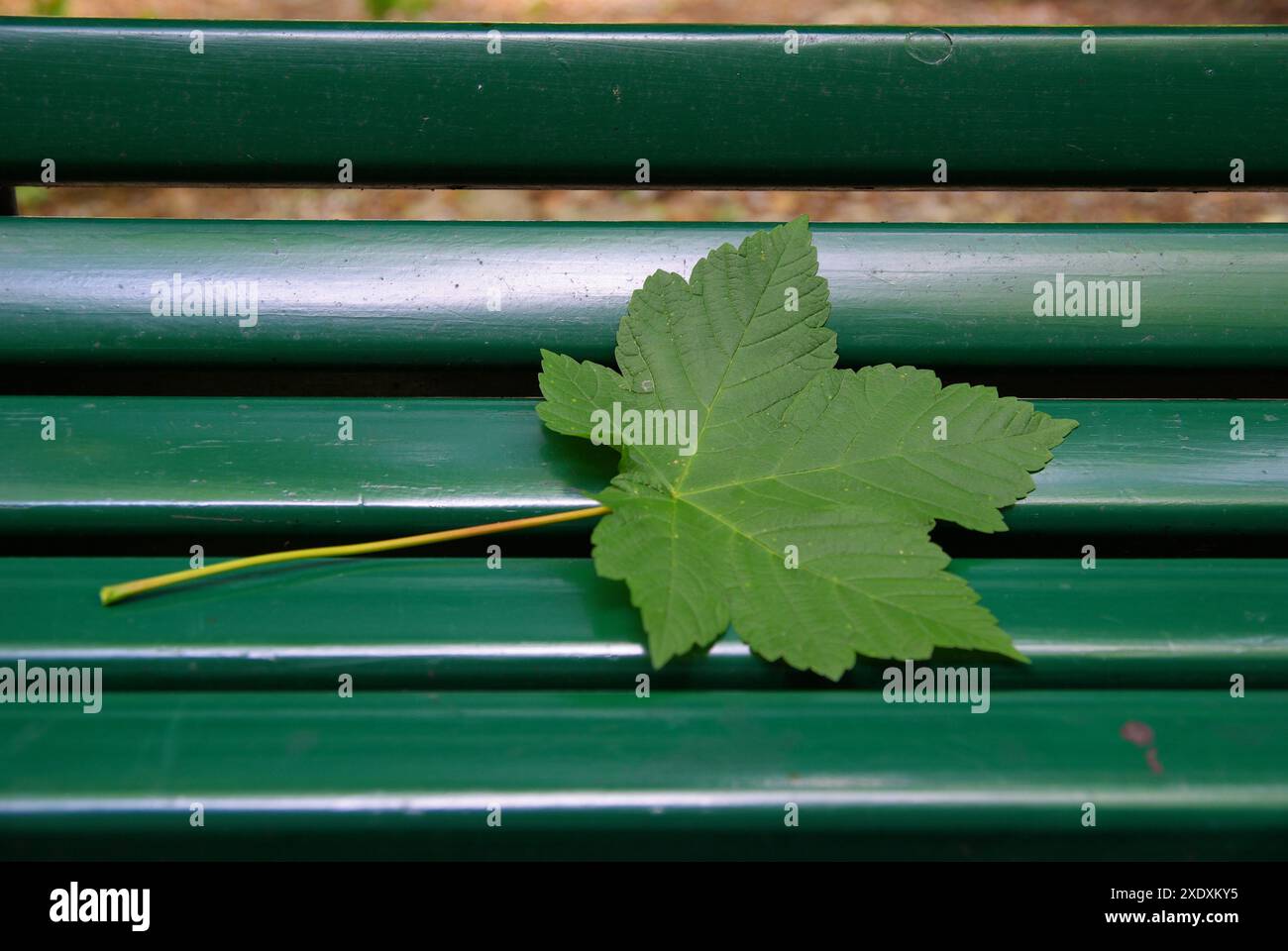 Maple leaf on bench Stock Photo - Alamy