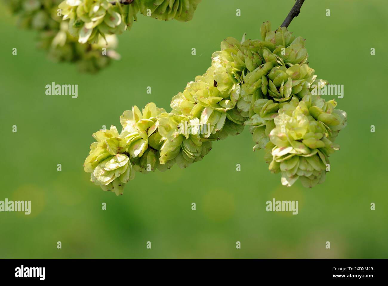 Field elm hi-res stock photography and images - Alamy