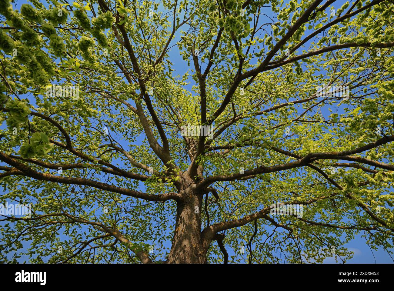 Field elm hi-res stock photography and images - Alamy