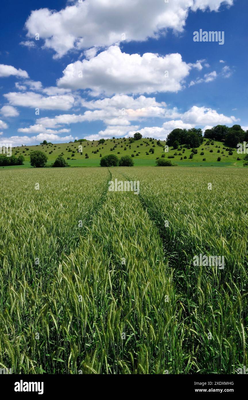 Rye secale cereale field hi-res stock photography and images - Alamy