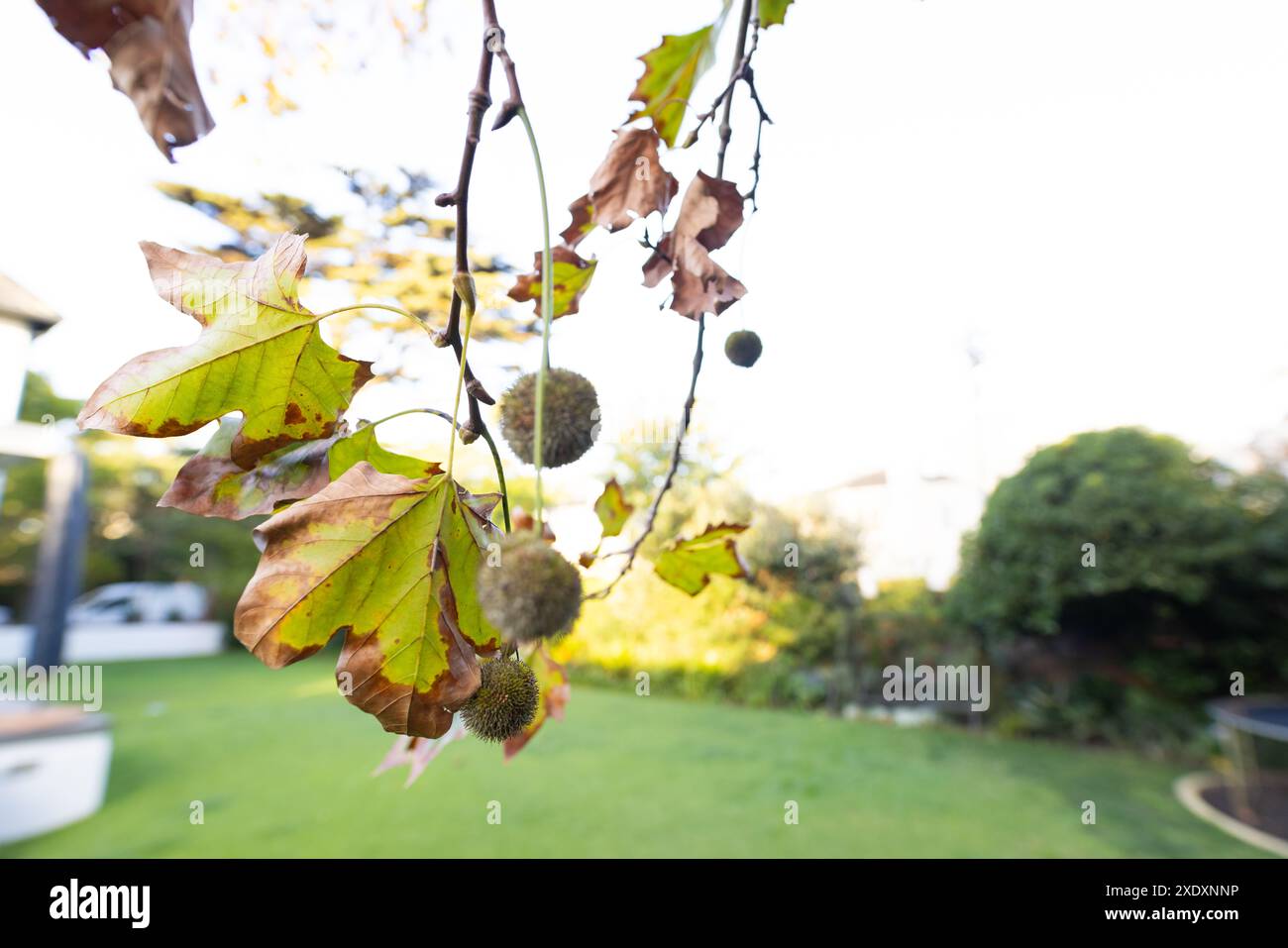 Seed pods hanging on plant hi-res stock photography and images - Alamy