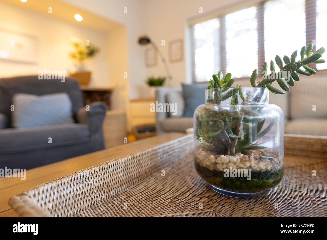 Terrarium aesthetic hi-res stock photography and images - Alamy