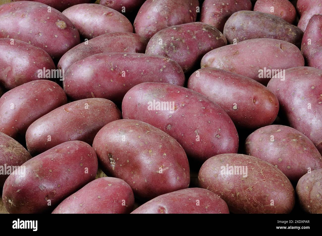 Oval potatoes hi-res stock photography and images - Alamy