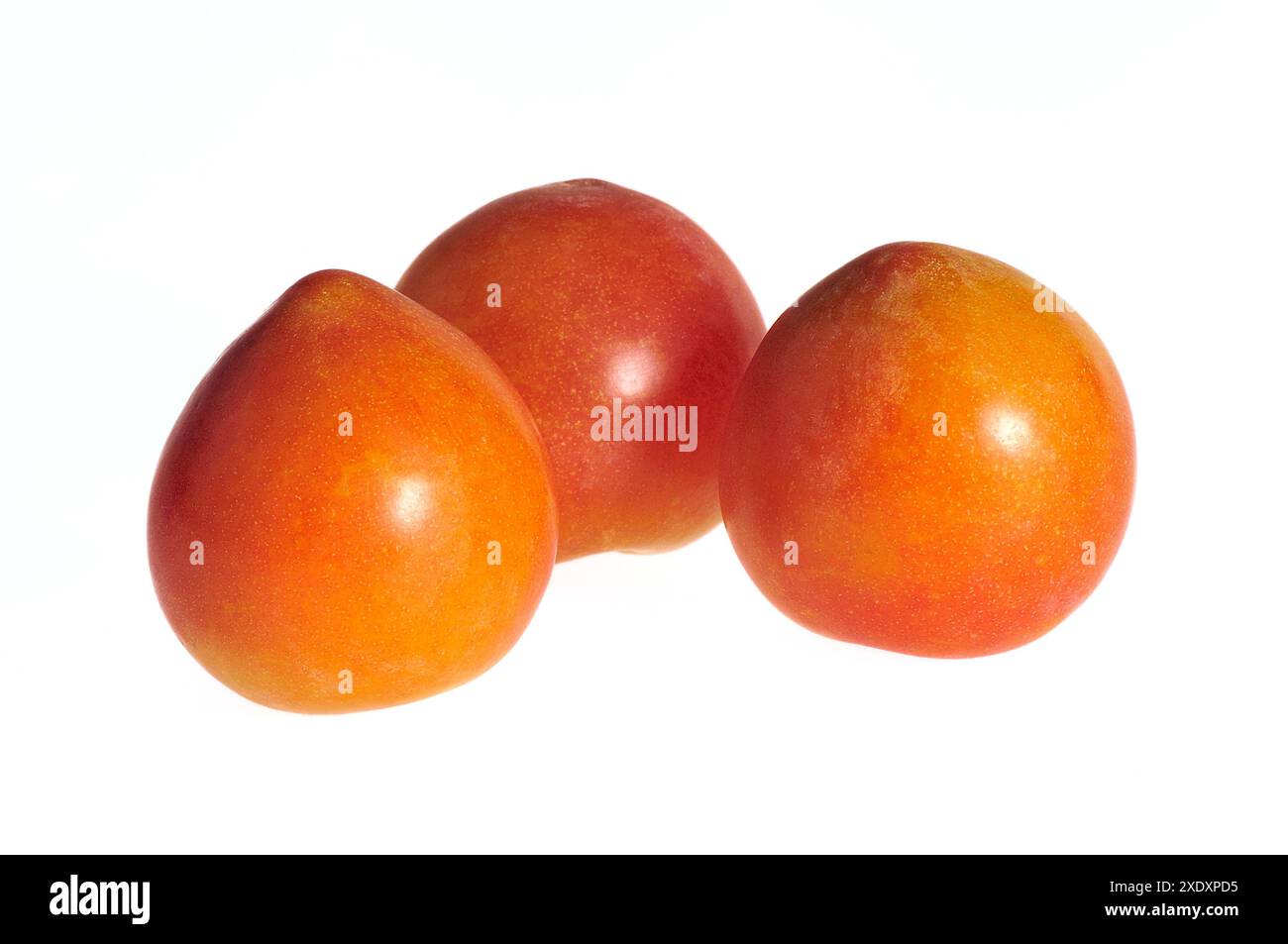 Plums branch isolated hi-res stock photography and images - Alamy