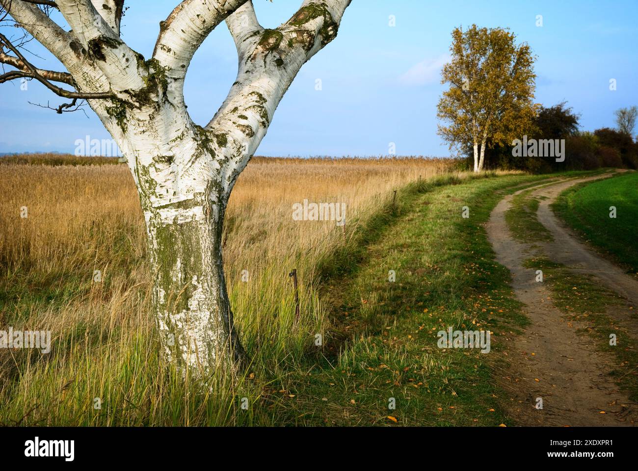 Farm road with birch tree Stock Photo - Alamy