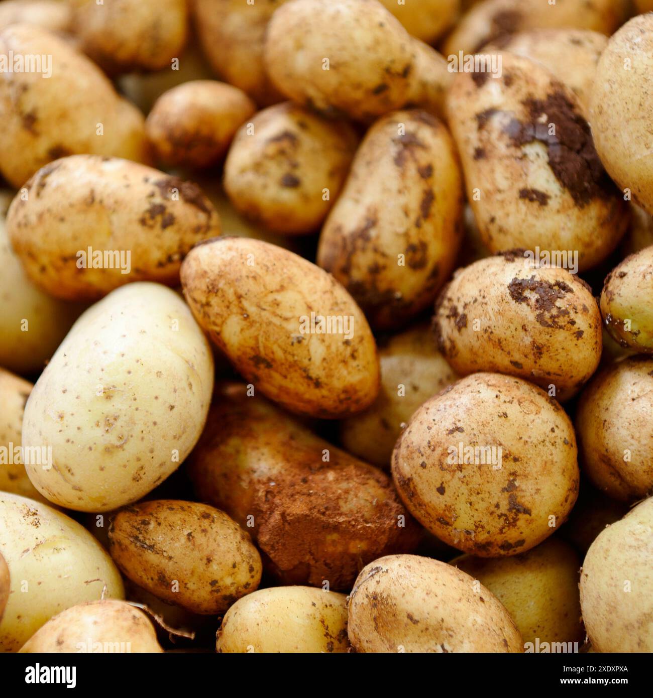 Square potatoes hi-res stock photography and images - Alamy
