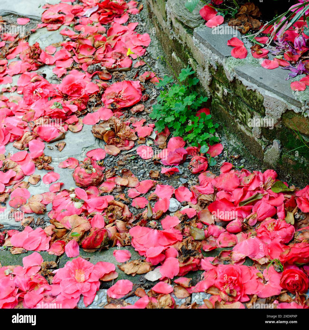 Dog rose, dog rose (Rosa canina Stock Photo - Alamy