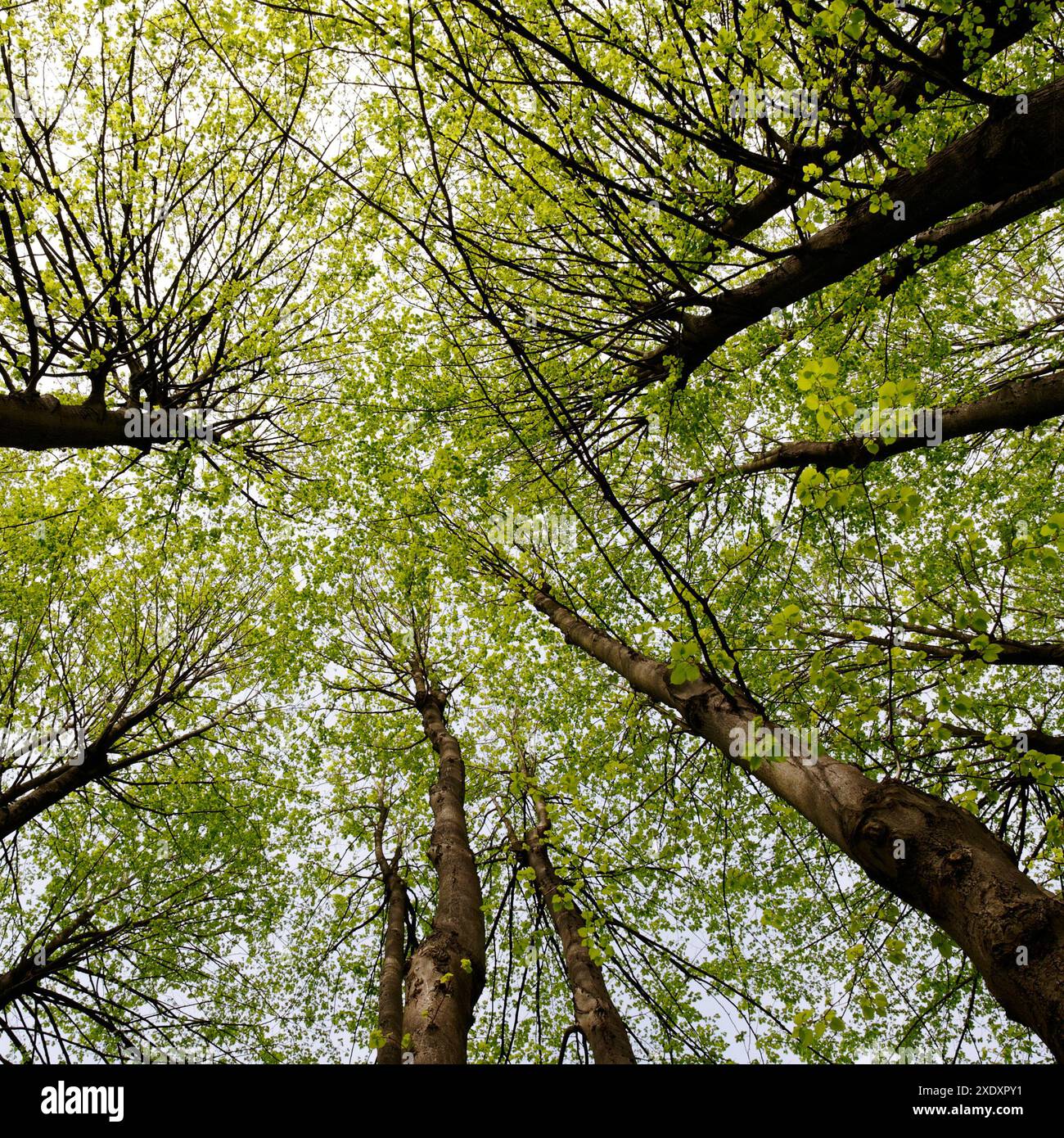 Above view tree crowns hi-res stock photography and images - Alamy