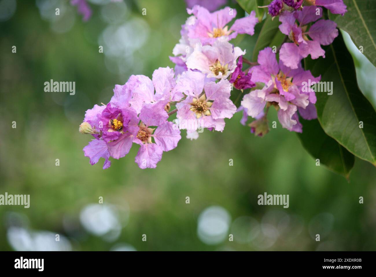 Lagerstroemia lagerstroemia speciosa lythraceae tree hi-res stock ...