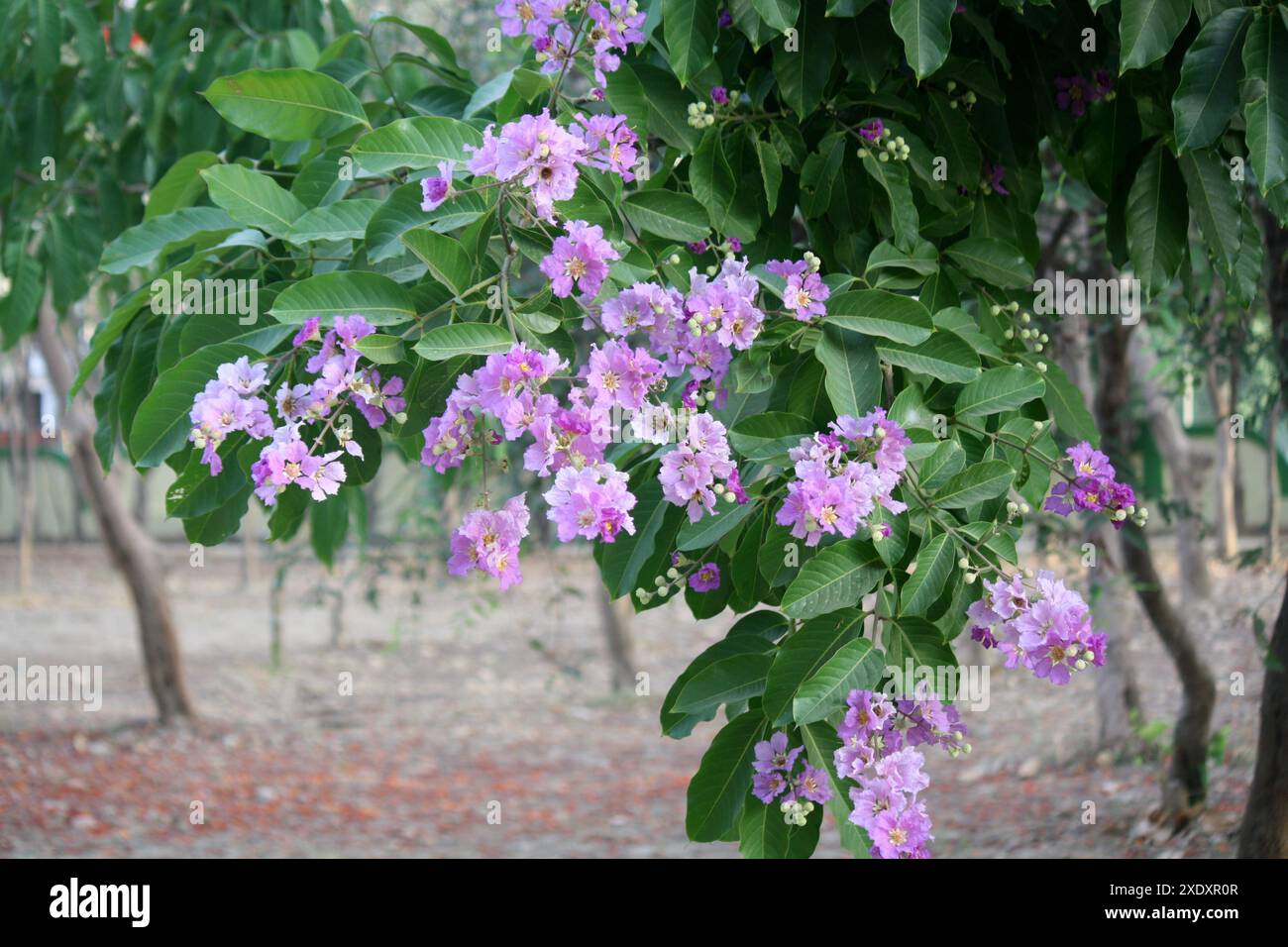 Pride of India’s (Lagerstroemia speciosa) flowers from pink to purple ...