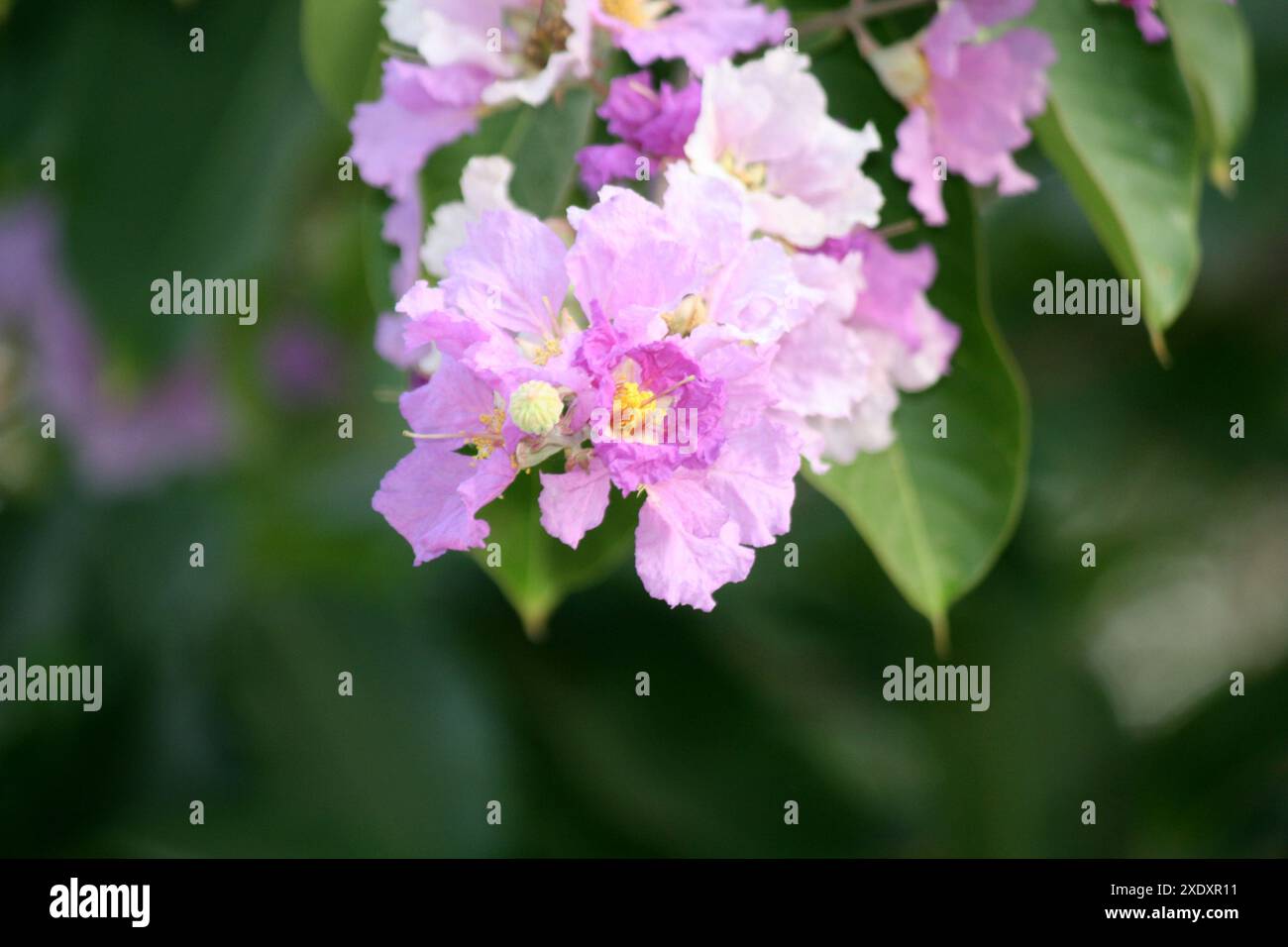 Lagerstroemia lagerstroemia speciosa lythraceae tree hi-res stock ...