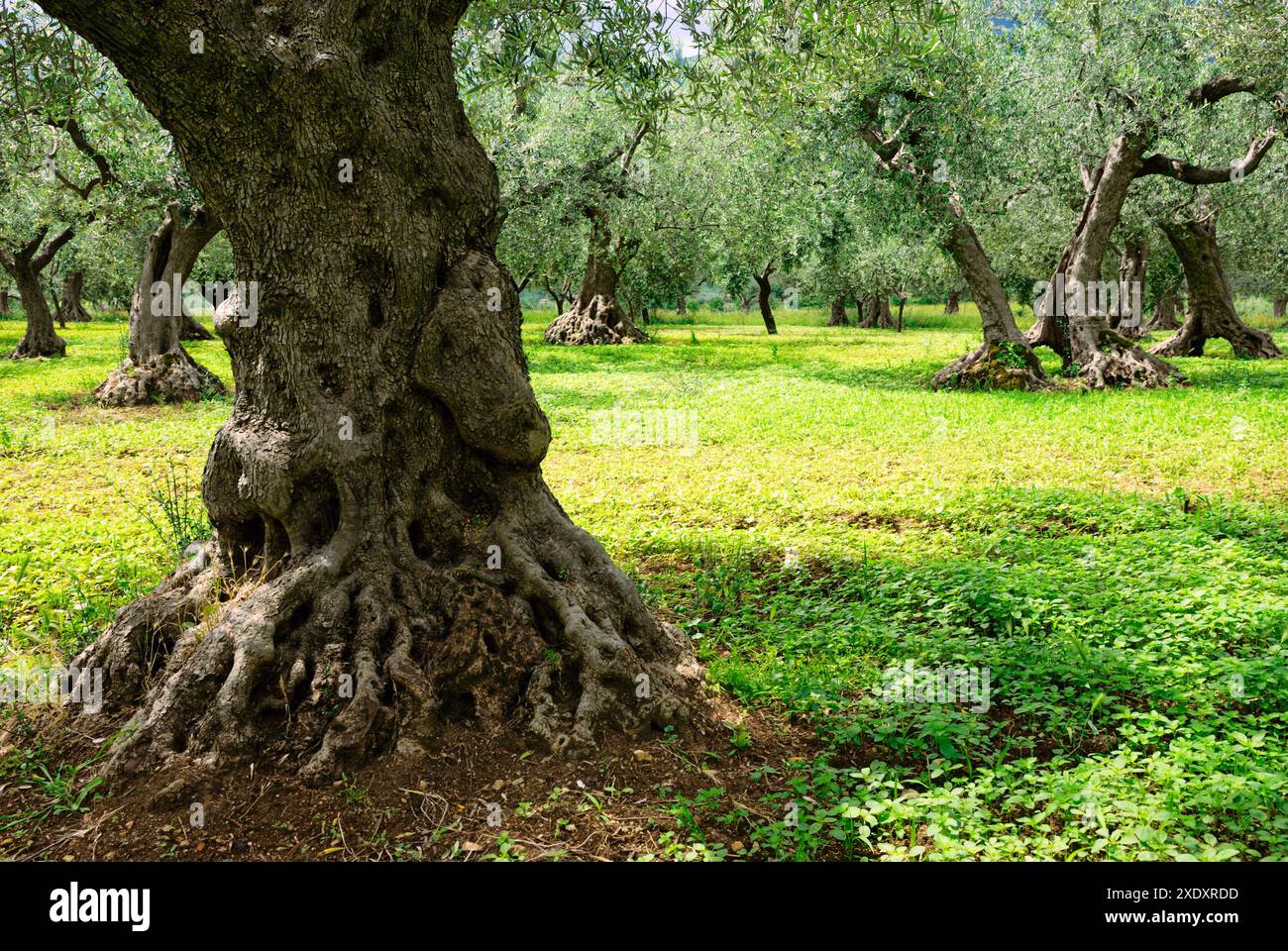 Olive trees of peace hi-res stock photography and images - Alamy