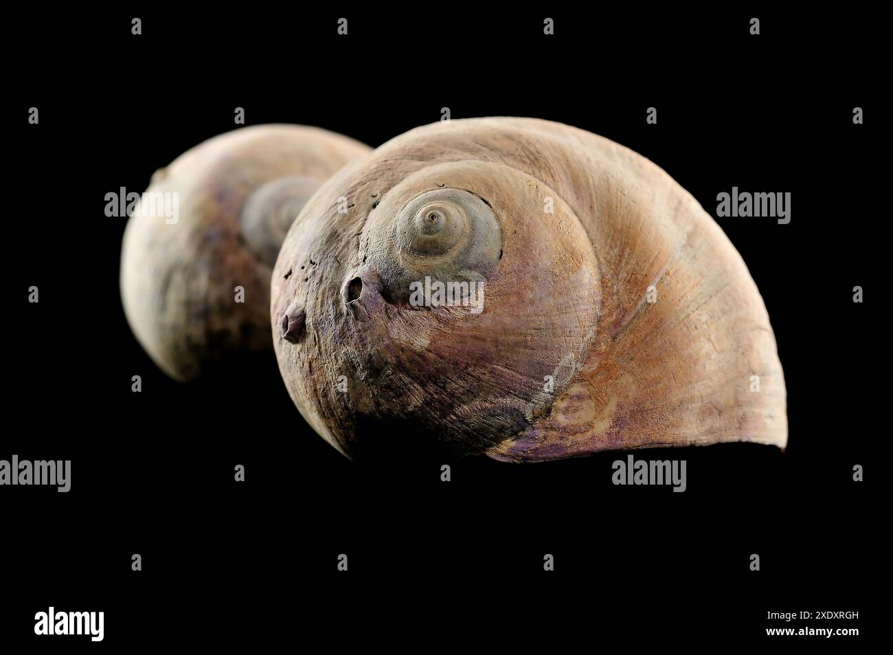 Mollusk shell snail hi-res stock photography and images - Alamy