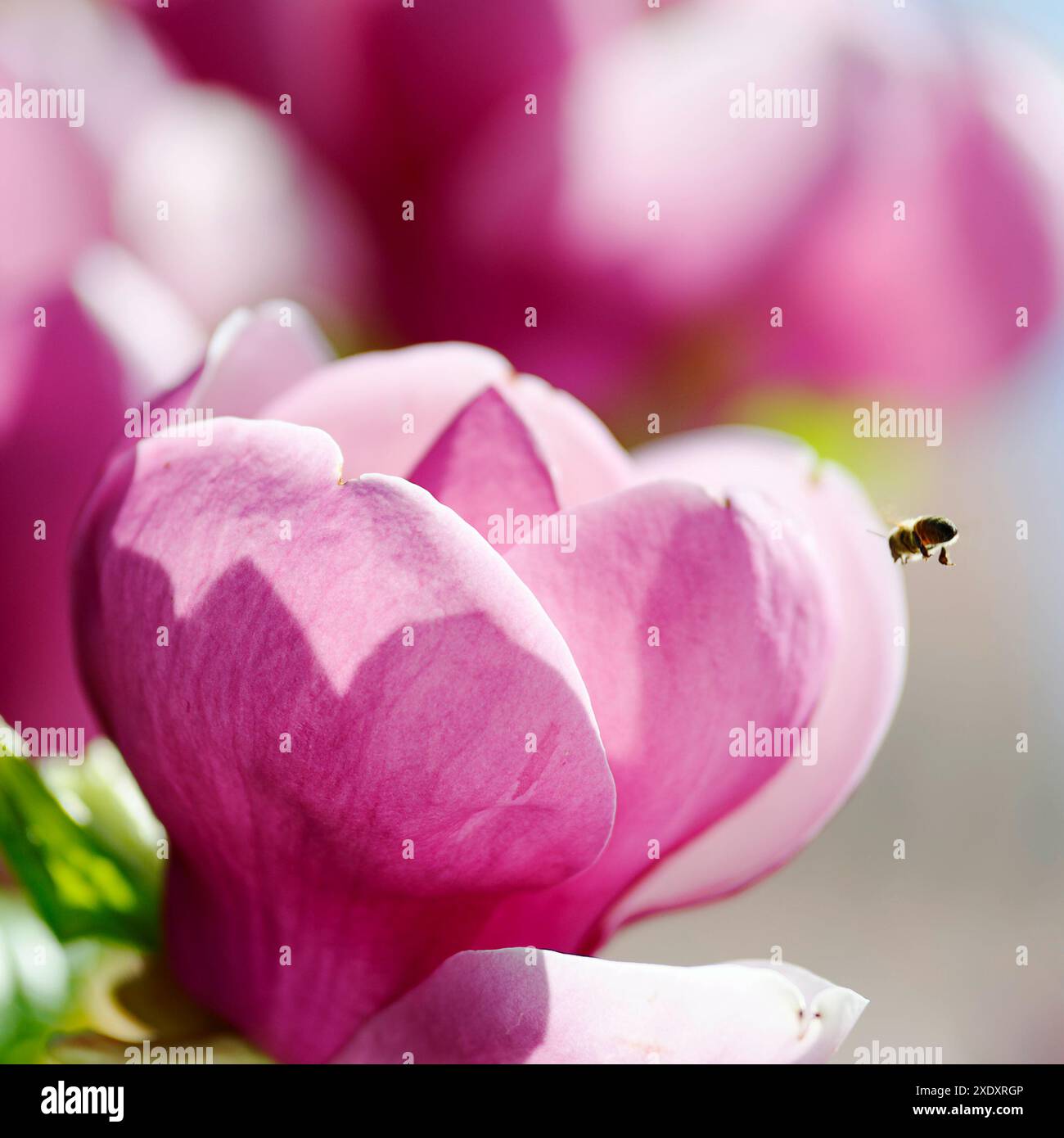 Magnolias blossoming hi-res stock photography and images - Alamy