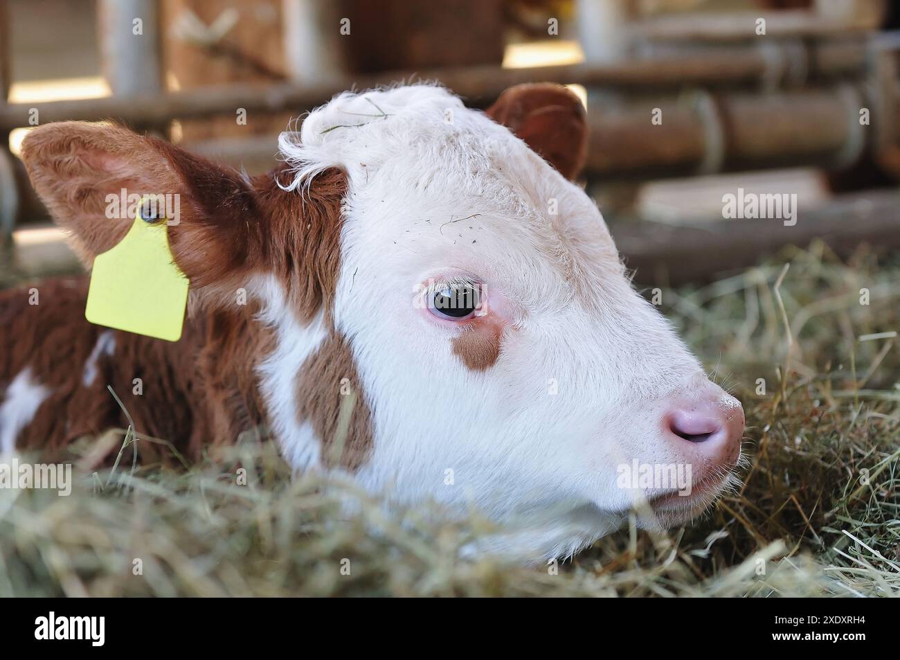 Young white cow calf hi-res stock photography and images - Alamy