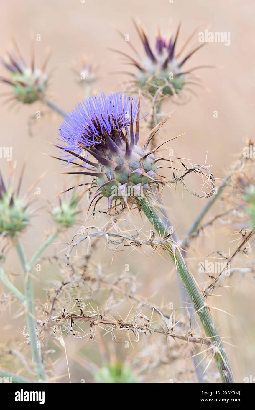 Lancet thistle hi-res stock photography and images - Alamy